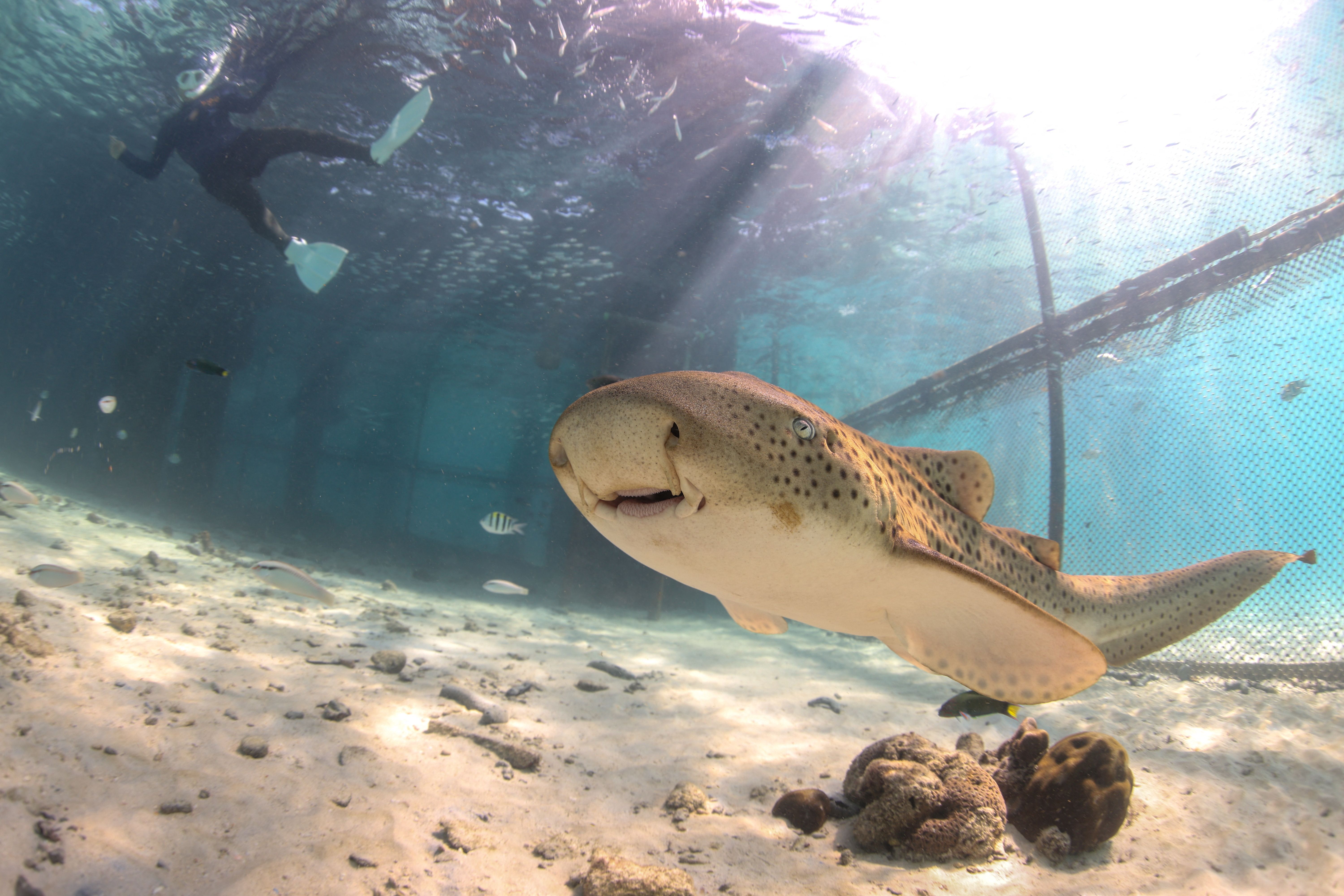 Thailand releases endangered leopard sharks in conservation push ...